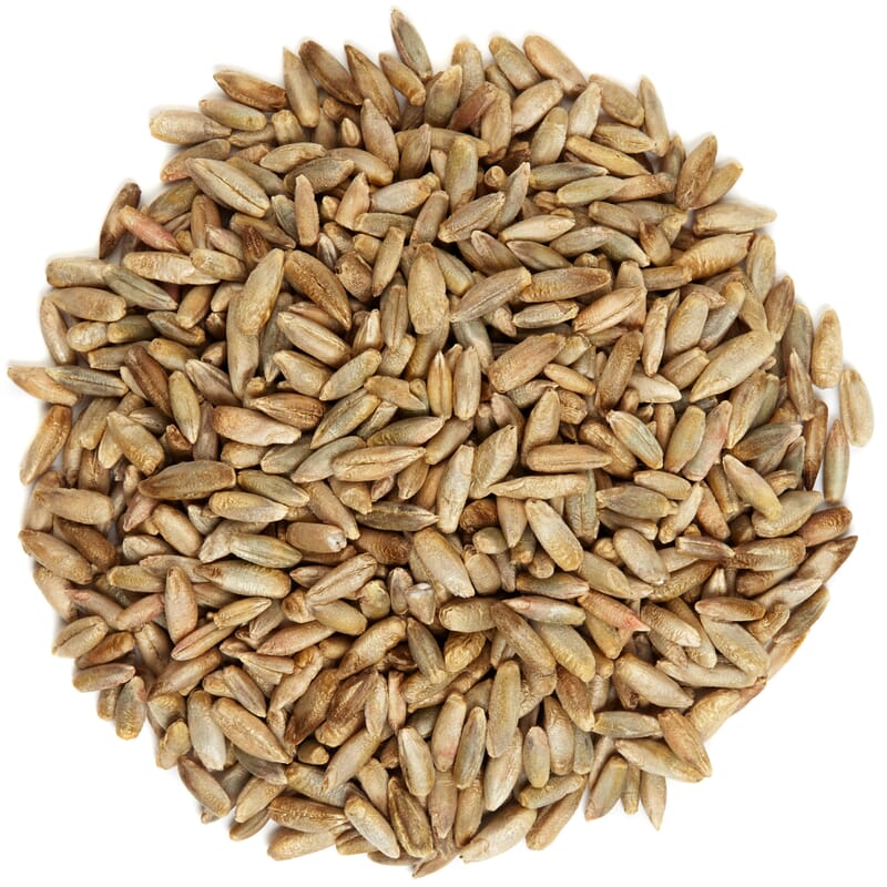 Rogge bio – Pit&Pit